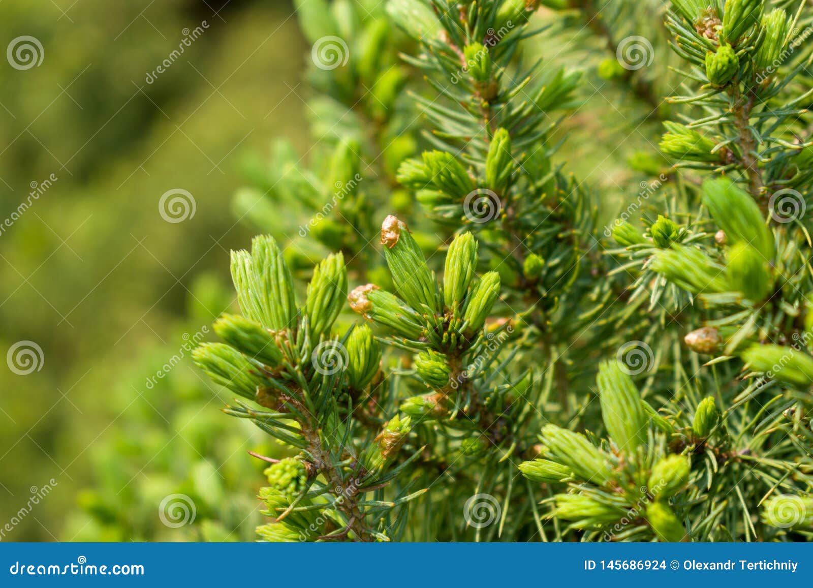 Evergreen tree stock photo. Image of evergreen, garden - 145686924