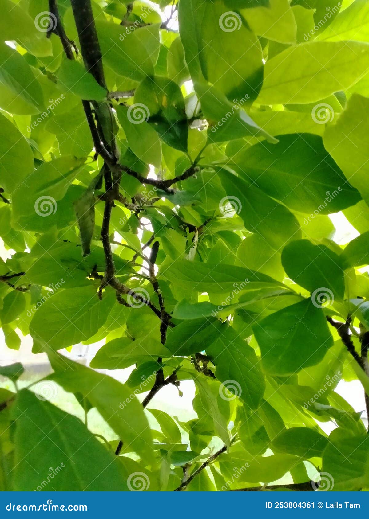 Amzing freen leaf ,tree stock image. Image of green - 253804361