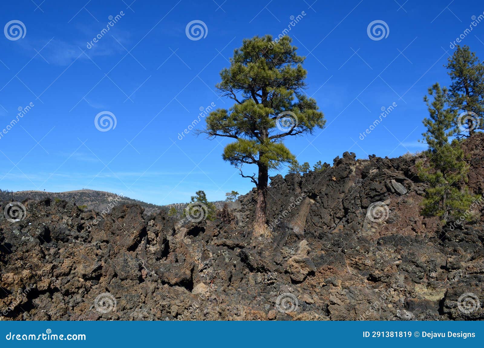 Evergreen Tree Growing from a Lava Field Stock Image - Image of igneous ...
