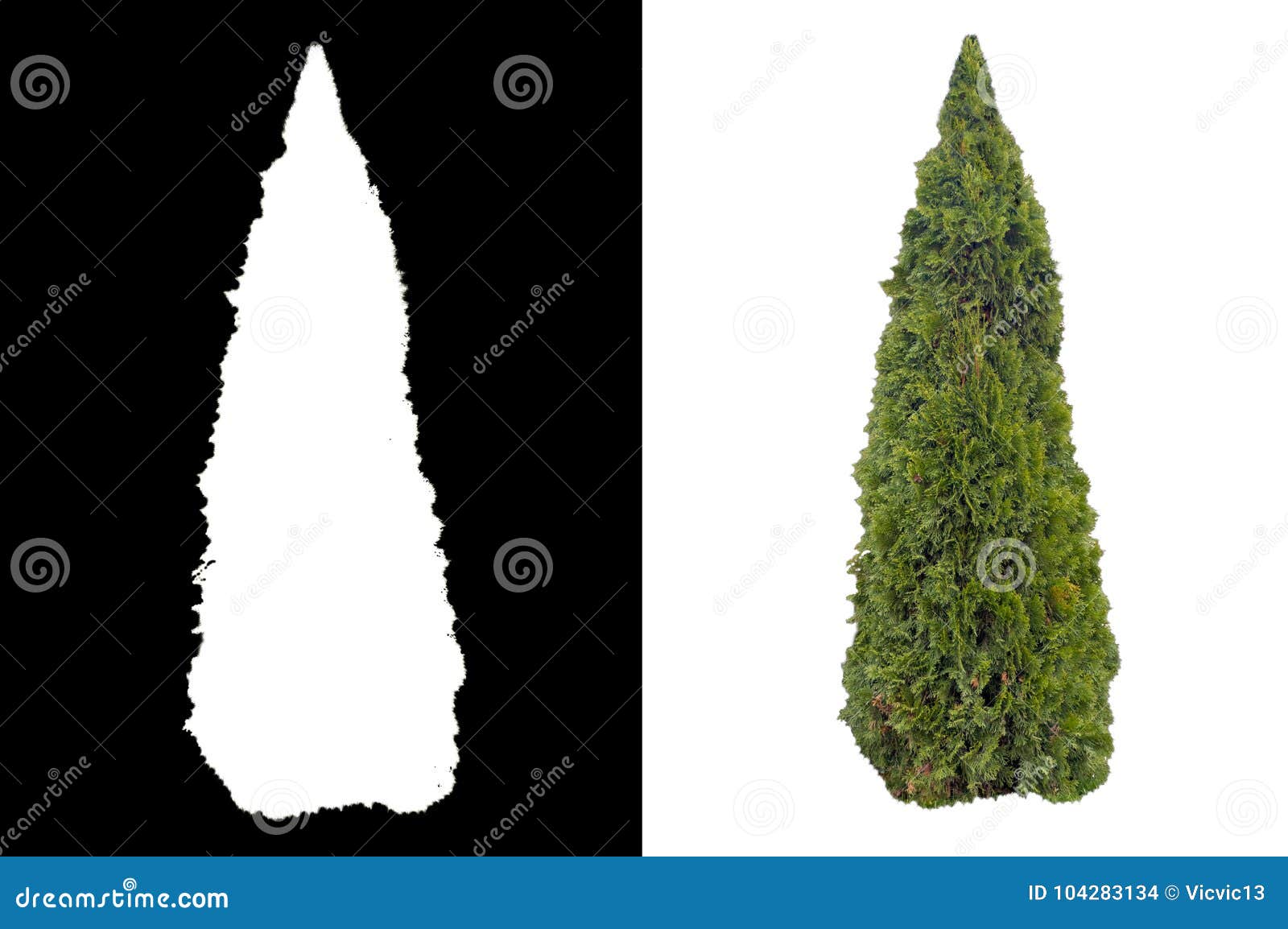 Evergreen tree isolated stock photo. Image of fence - 104283134