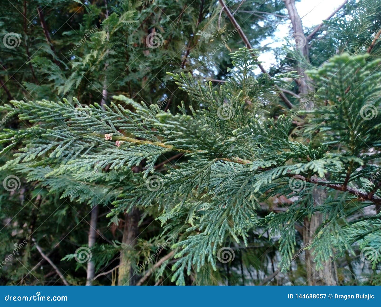 Evergreen stock image. Image of evergreen, life, tree - 144688057