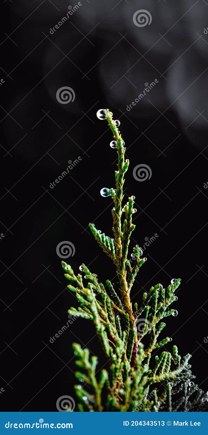 Evergreen Tree Limbs with Rain Droplets in the Fall at Mt. Rainier ...