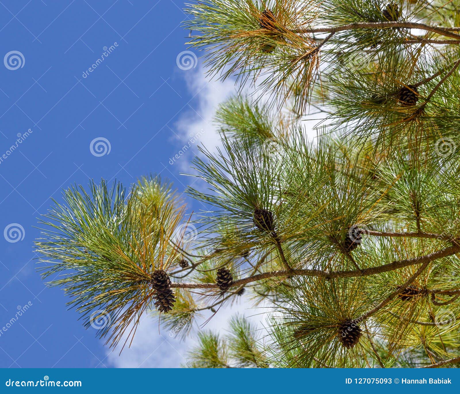 Evergreen Tree with Long Needles and Pinecones Stock Image - Image of ...
