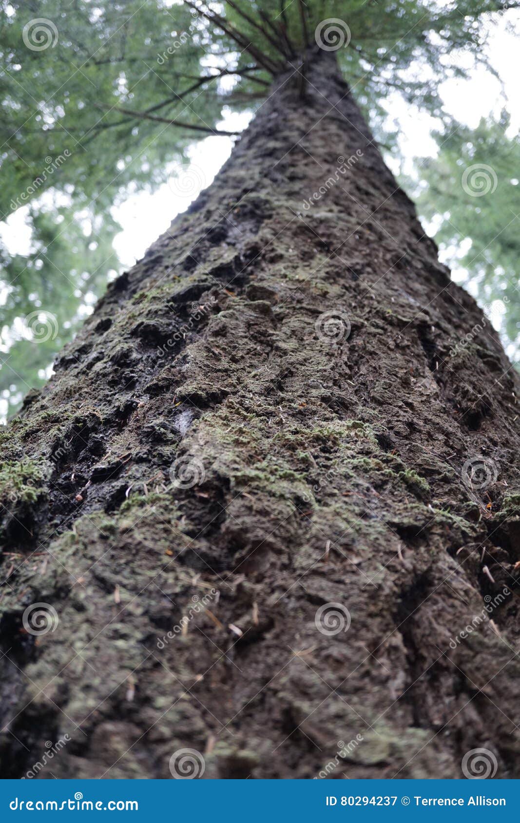 Evergreen tree stock image. Image of tree, washington - 80294237