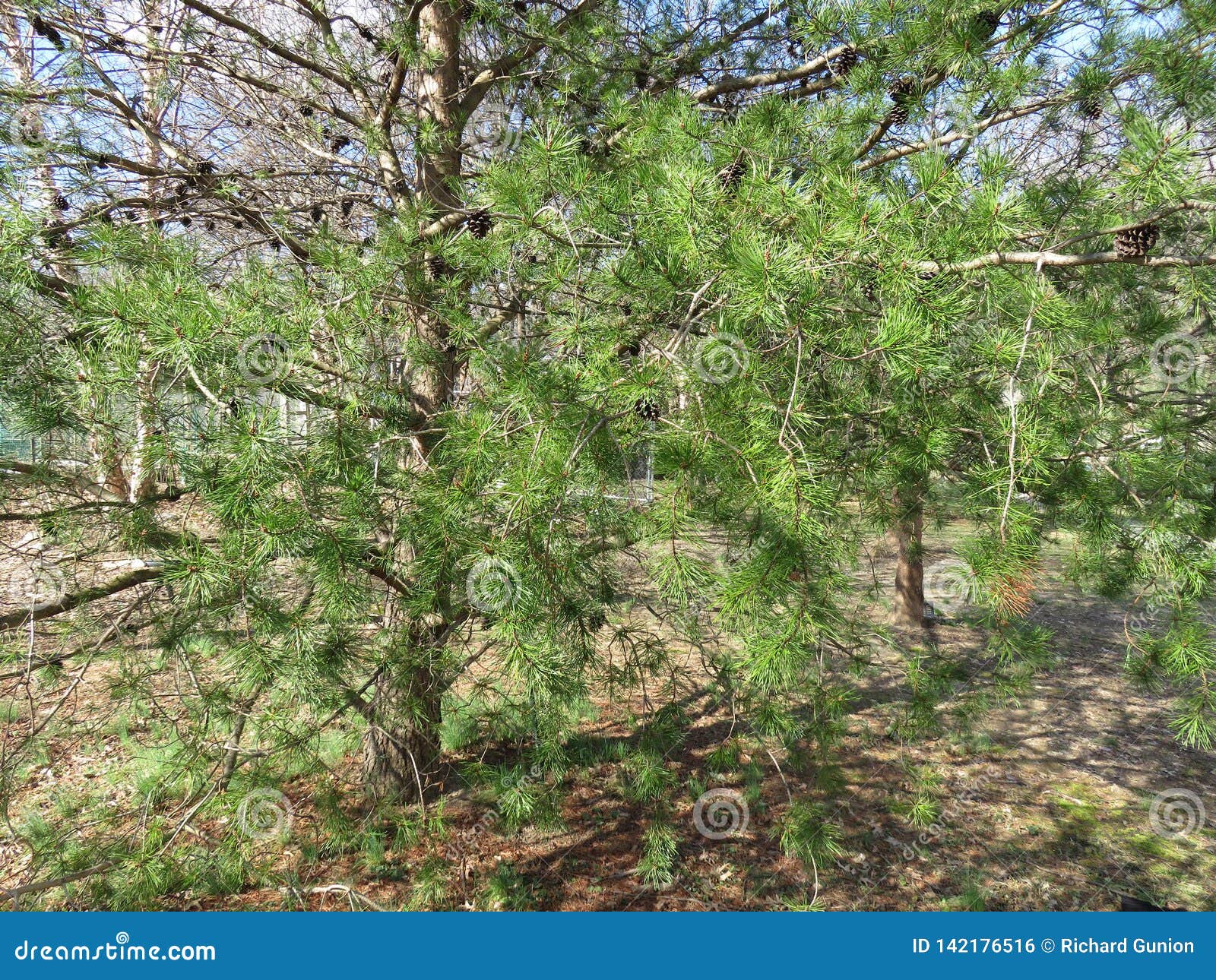 Evergreen Tree in March stock photo. Image of evergreen - 142176516