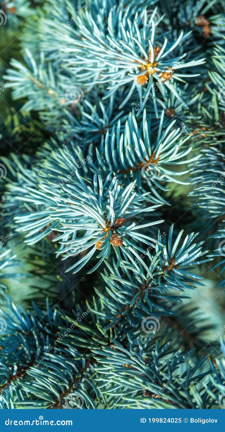 Evergreen Tree Needles Close Up Stock Image - Image of nature, outdoor ...