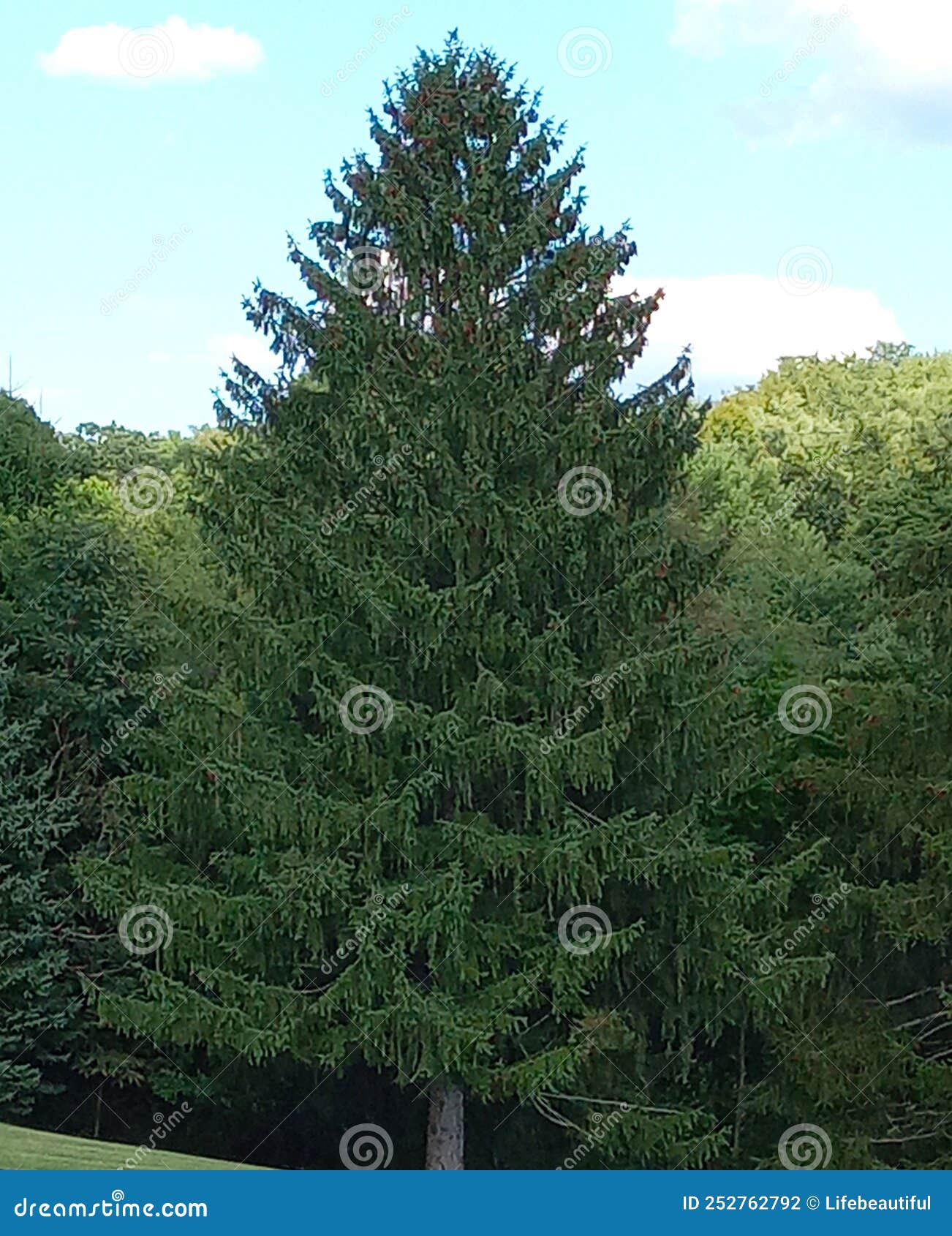Evergreen tree stock photo. Image of tall, produce, spruce - 252762792