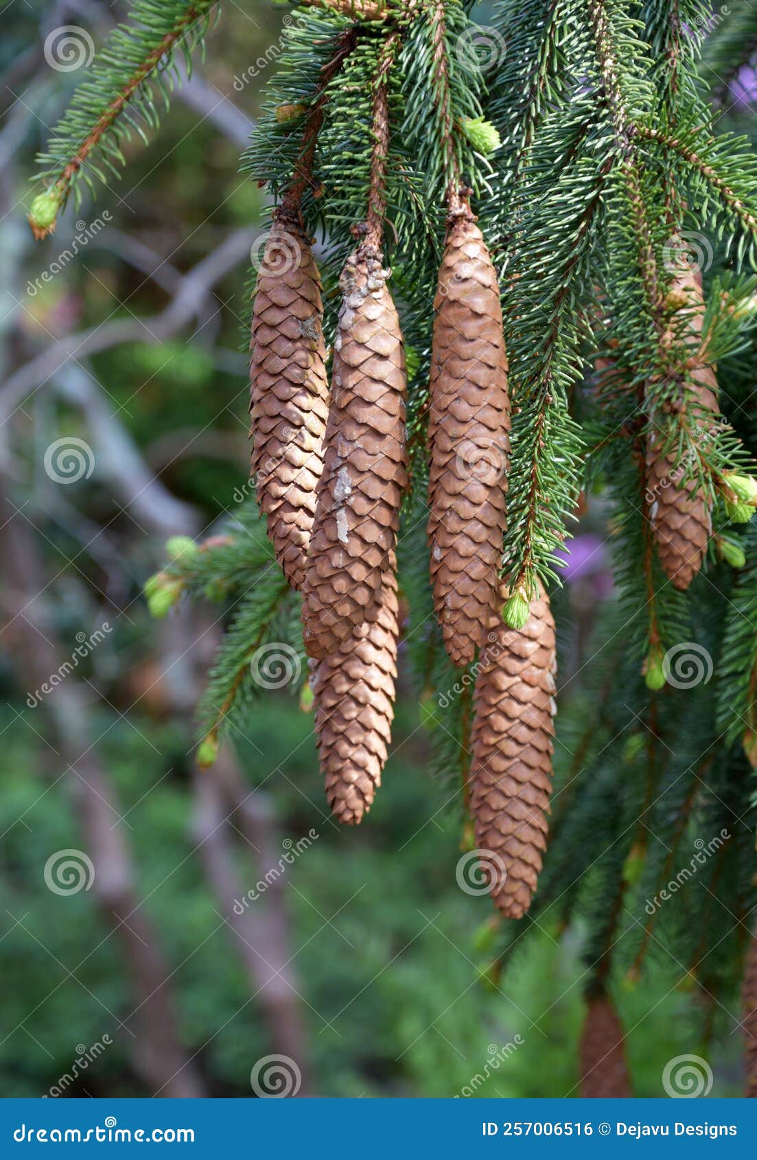 Evergreen Tree with Pine Cones Hanging Down Stock Photo - Image of ...
