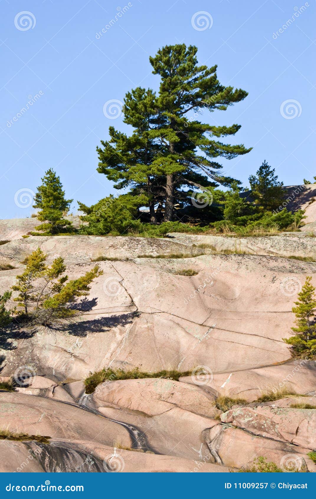 Evergreen Tree on a Pink Granite Stock Image - Image of tree ...