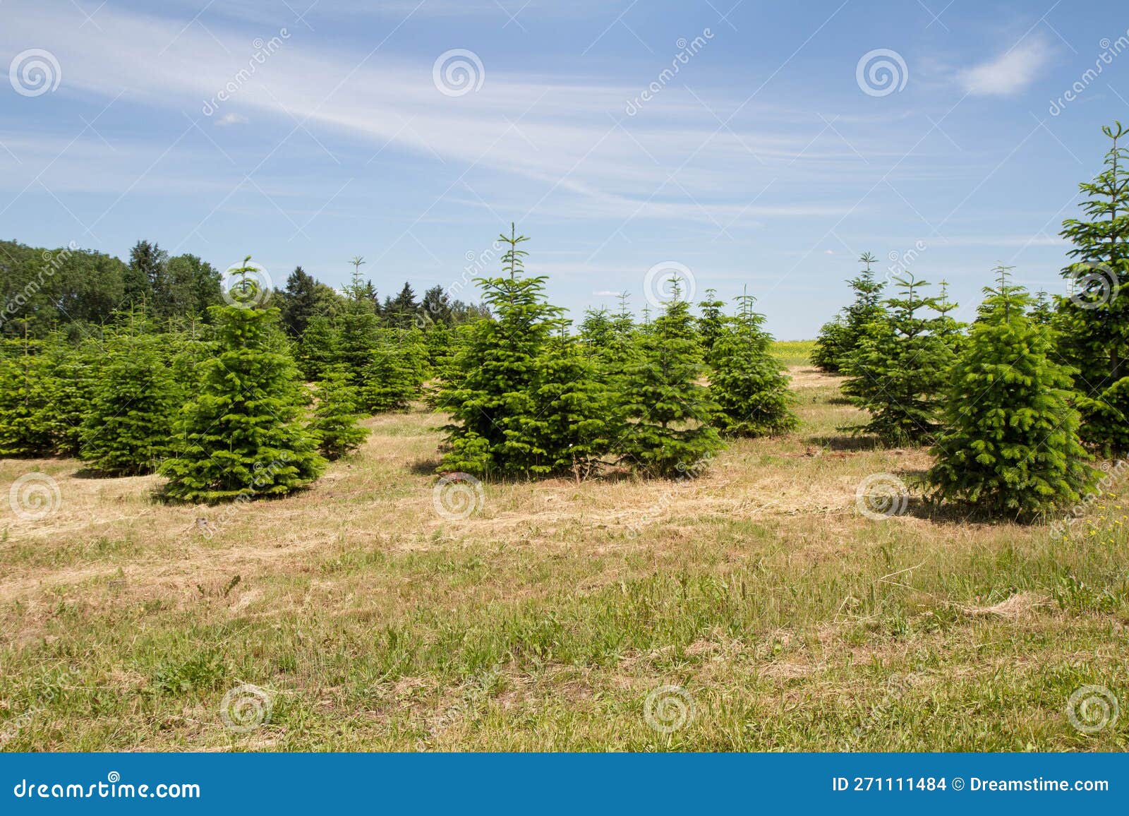 Tree plantation stock photo. Image of blue, forest, grass - 271111484