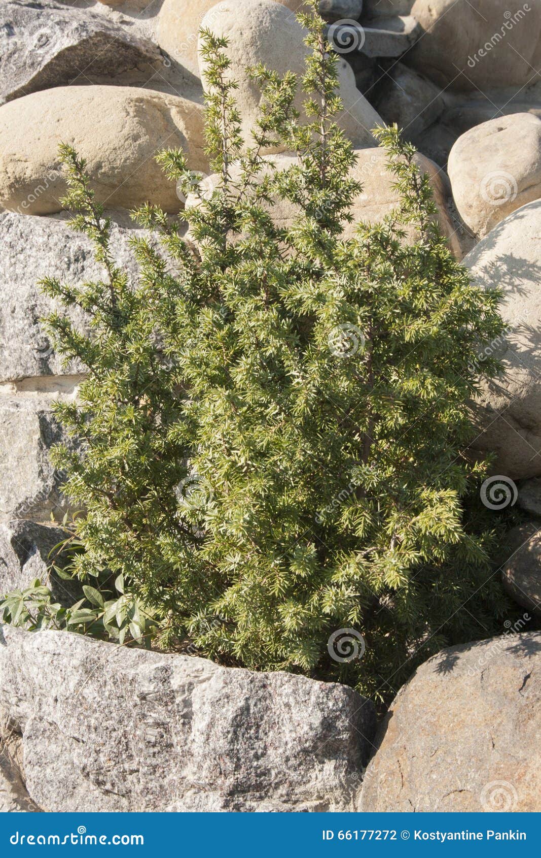 Evergreen Tree among the Rocks Stock Photo - Image of summer, landscape ...