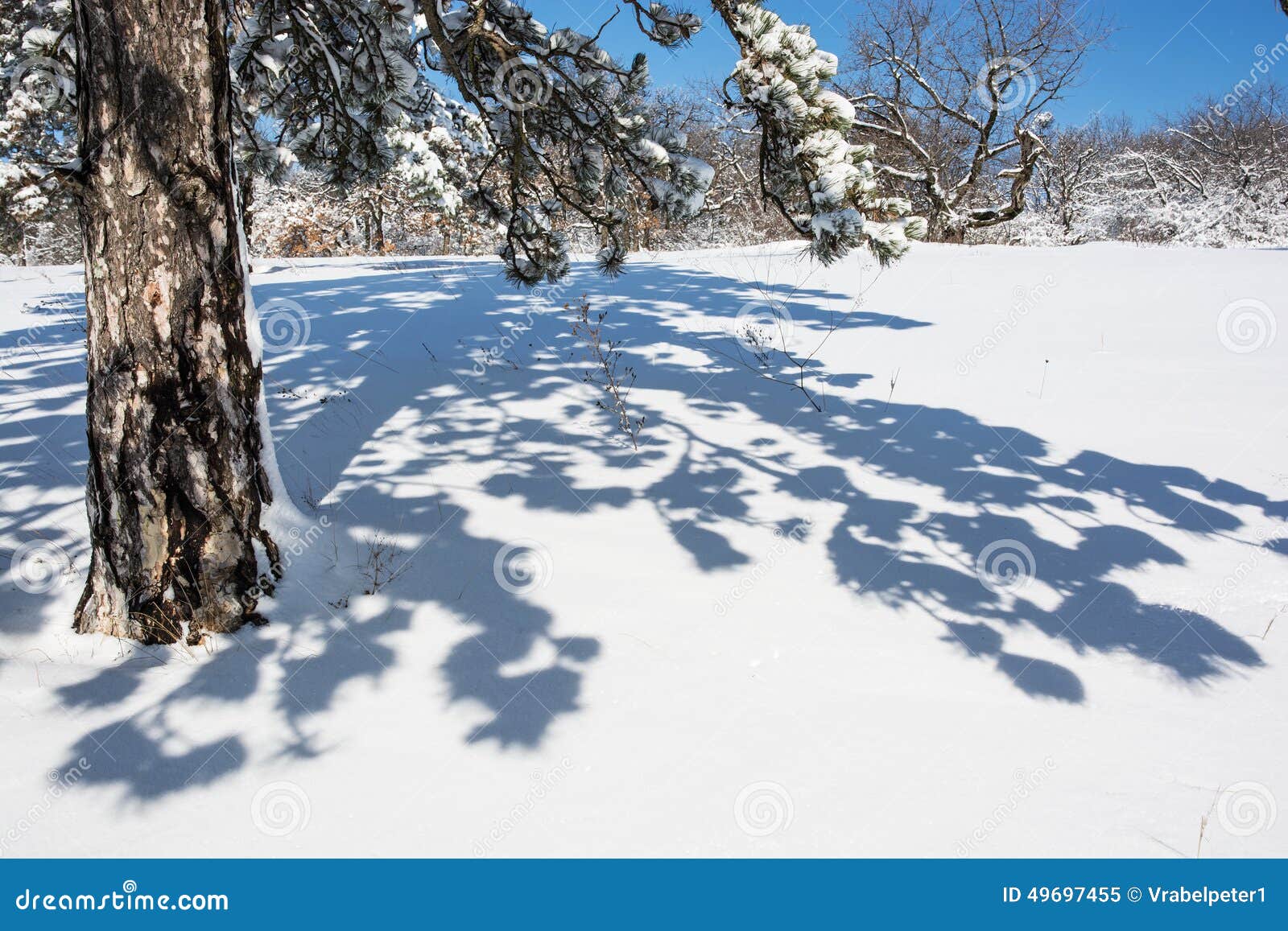 Evergreen Tree and Shadow in White Snow Stock Image - Image of exterior ...