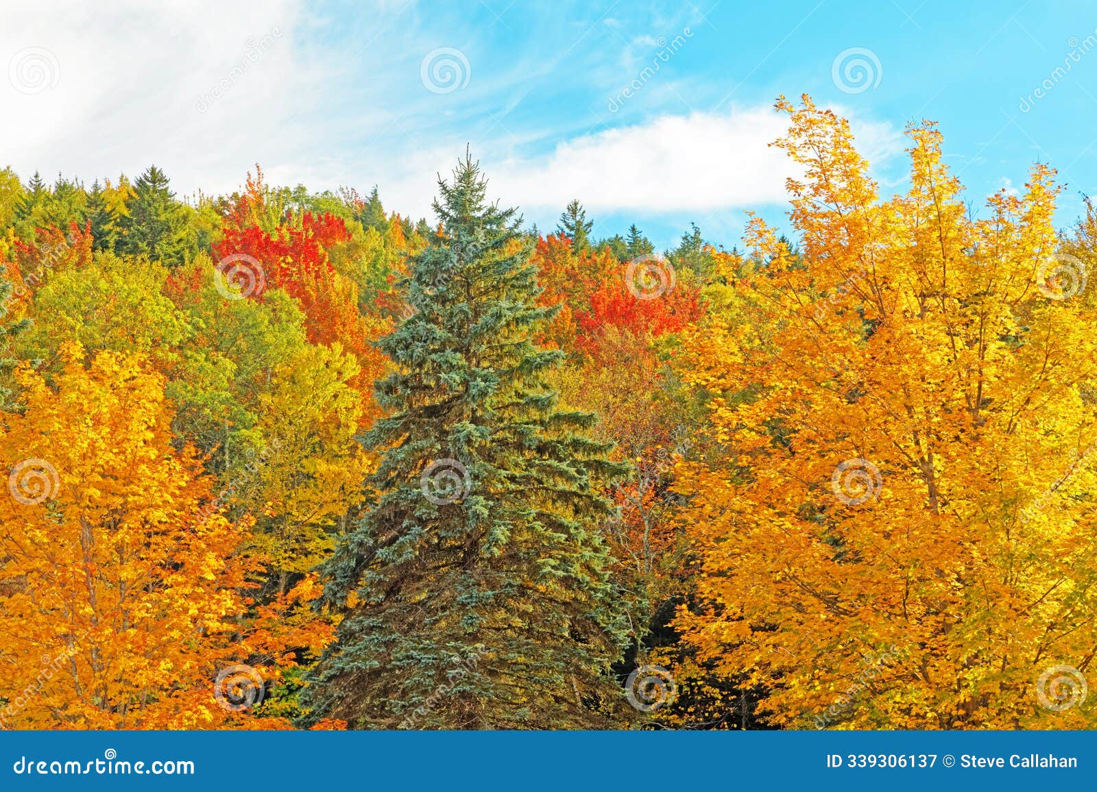 Deciduous Trees In Quebrada De Humahuaca Valley In Argentina Royalty ...