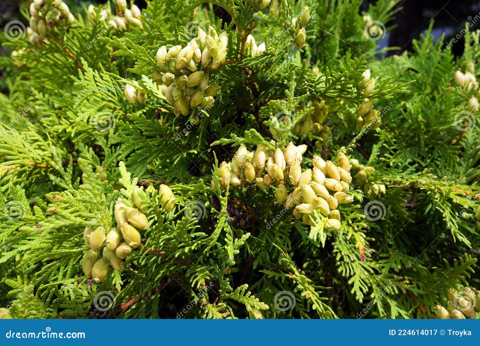Evergreen Tree Thuja Arborvitae Stock Image - Image of decorative, buds ...
