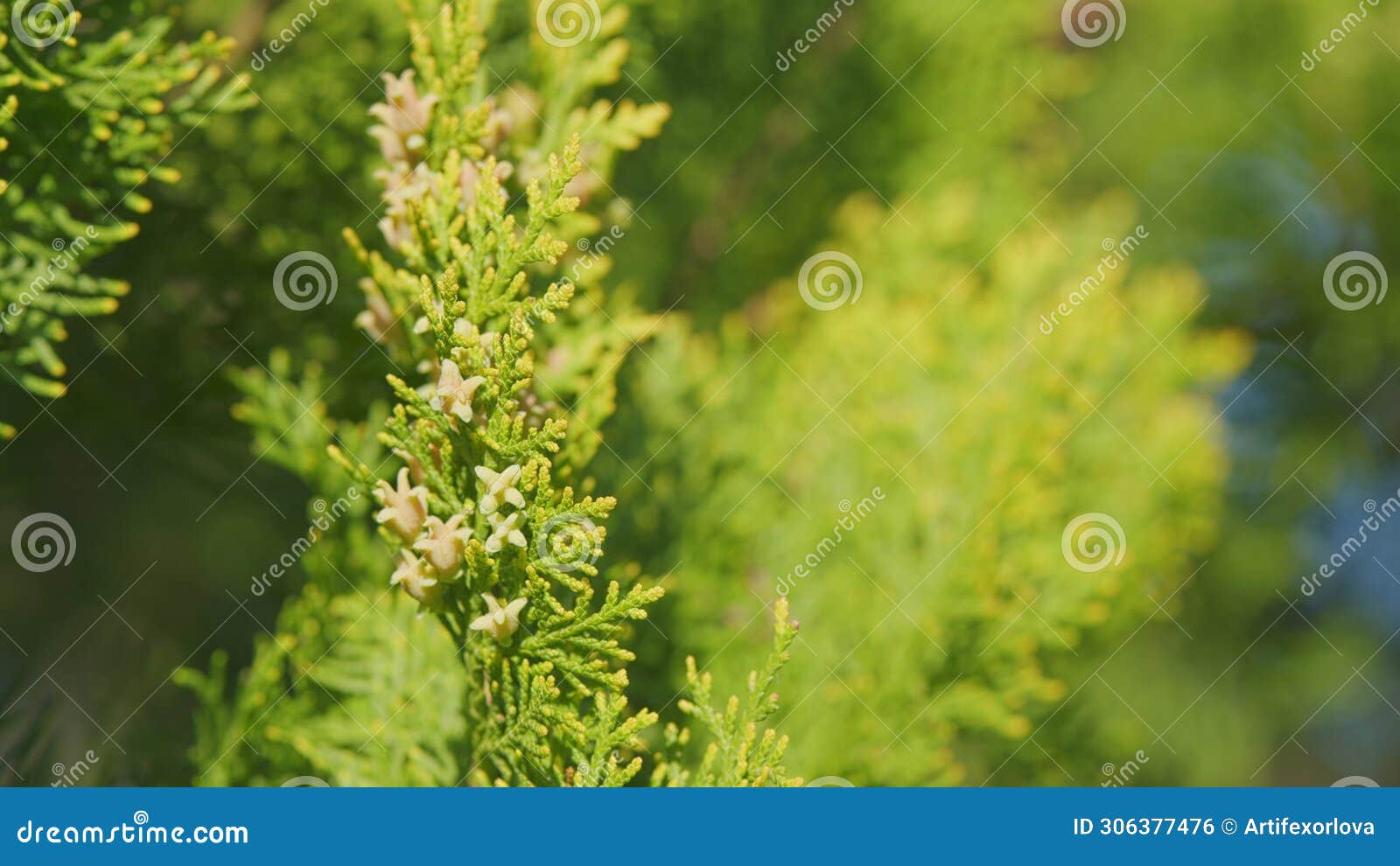 Evergreen Tree of Thuja. Thuja Occidentalis is an Evergreen Coniferous ...