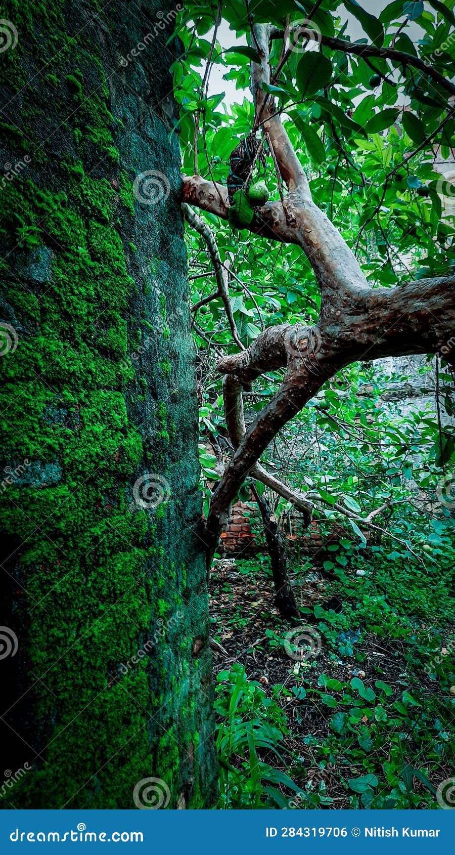 Evergreen tree stock photo. Image of home, available - 284319706