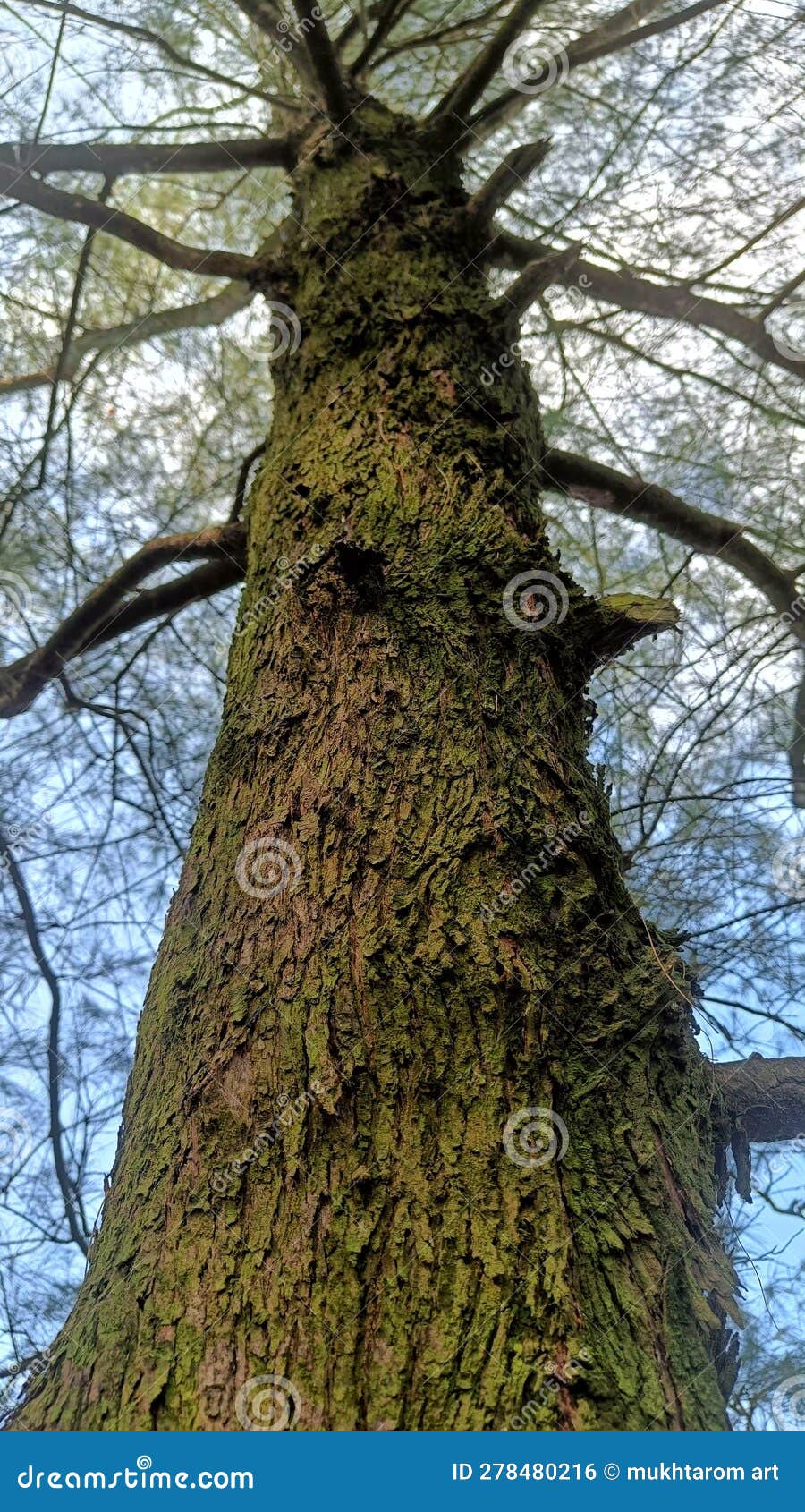 Evergreen Tree with a Trunk that Has a Beautiful Texture Stock Photo ...