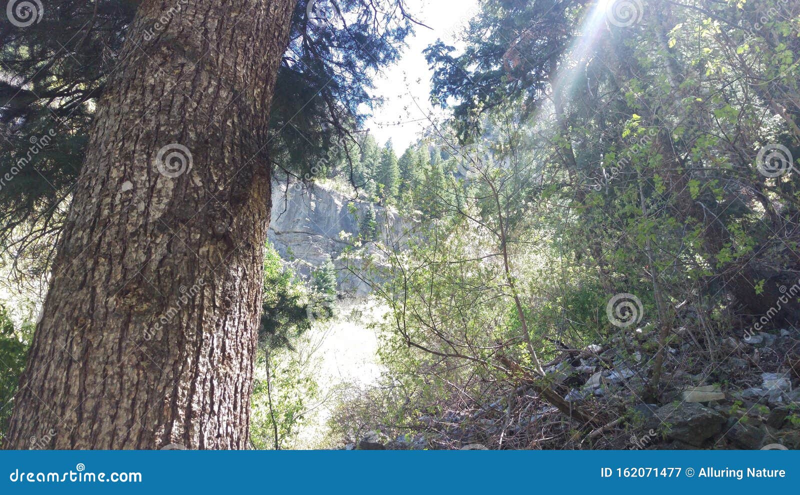 Evergreen Tree Trunk with Sunbeam Stock Image - Image of utah, shining ...