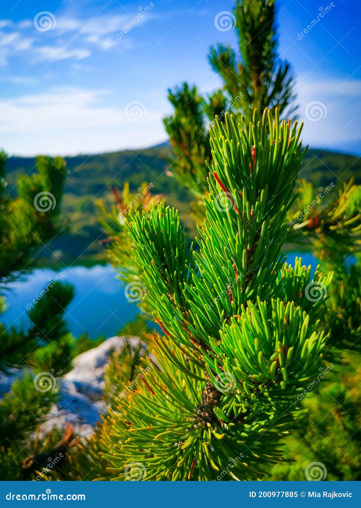 Evergreen tree in wild stock image. Image of spruce - 200977885