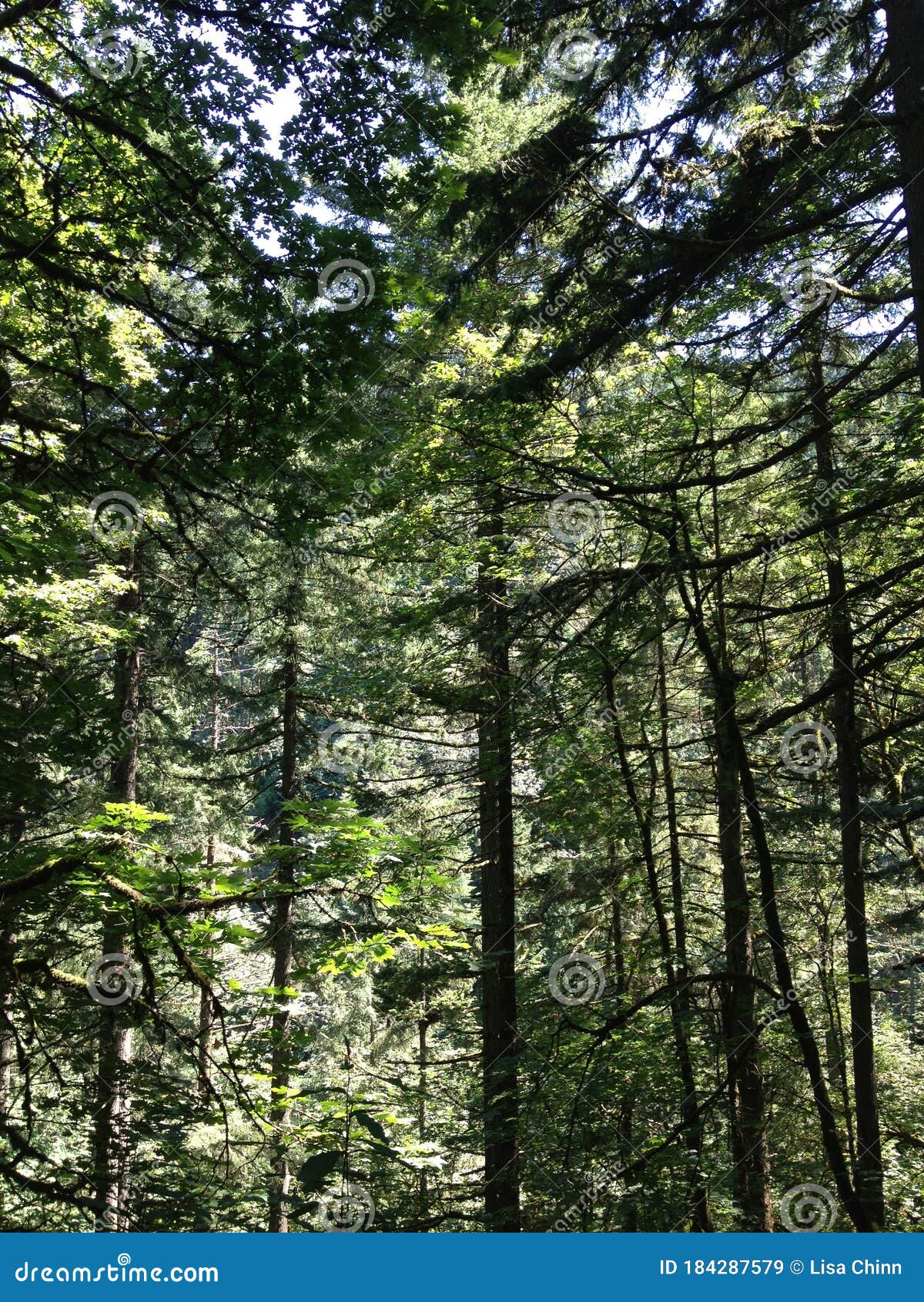 Trees stock image. Image of oregon, outdoors, natural - 184287579