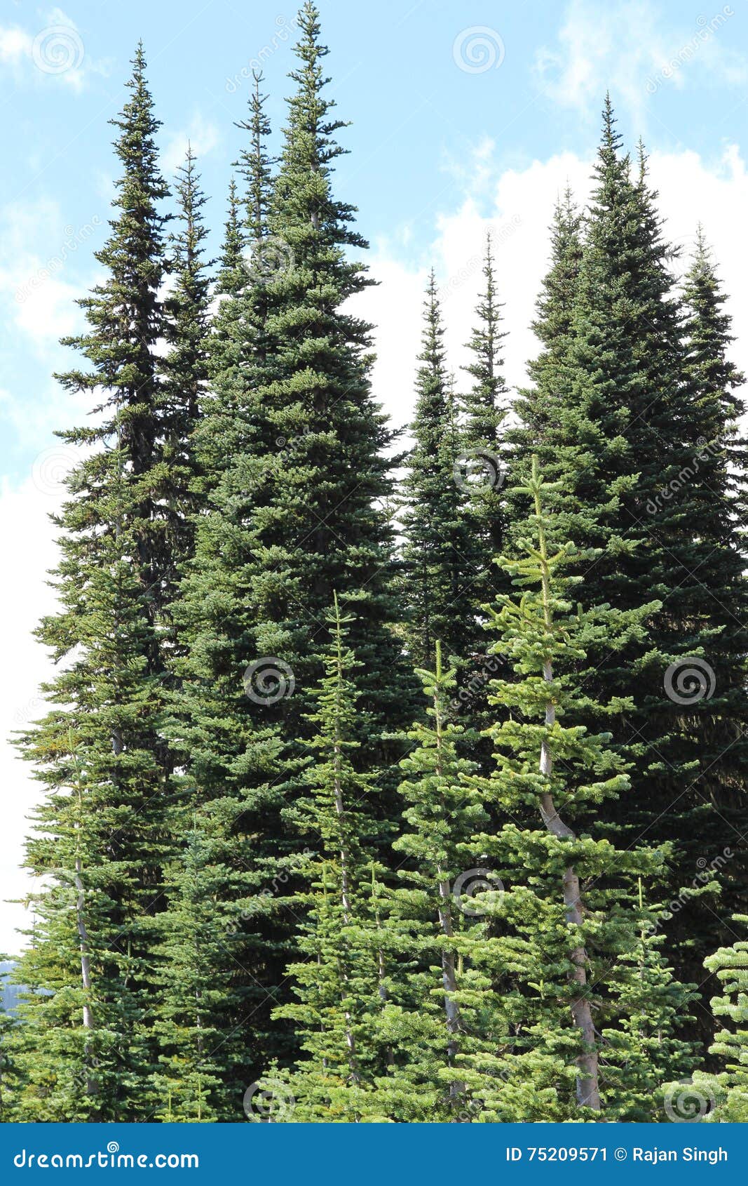 Evergreen Trees In Washington State Stock Photography | CartoonDealer ... Evergreen Trees In Washington State Stock Photography | CartoonDealer ...