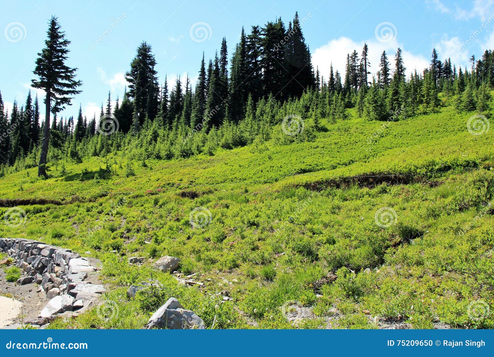 Evergreen trees stock photo. Image of scenery, thin, cascade - 75209650