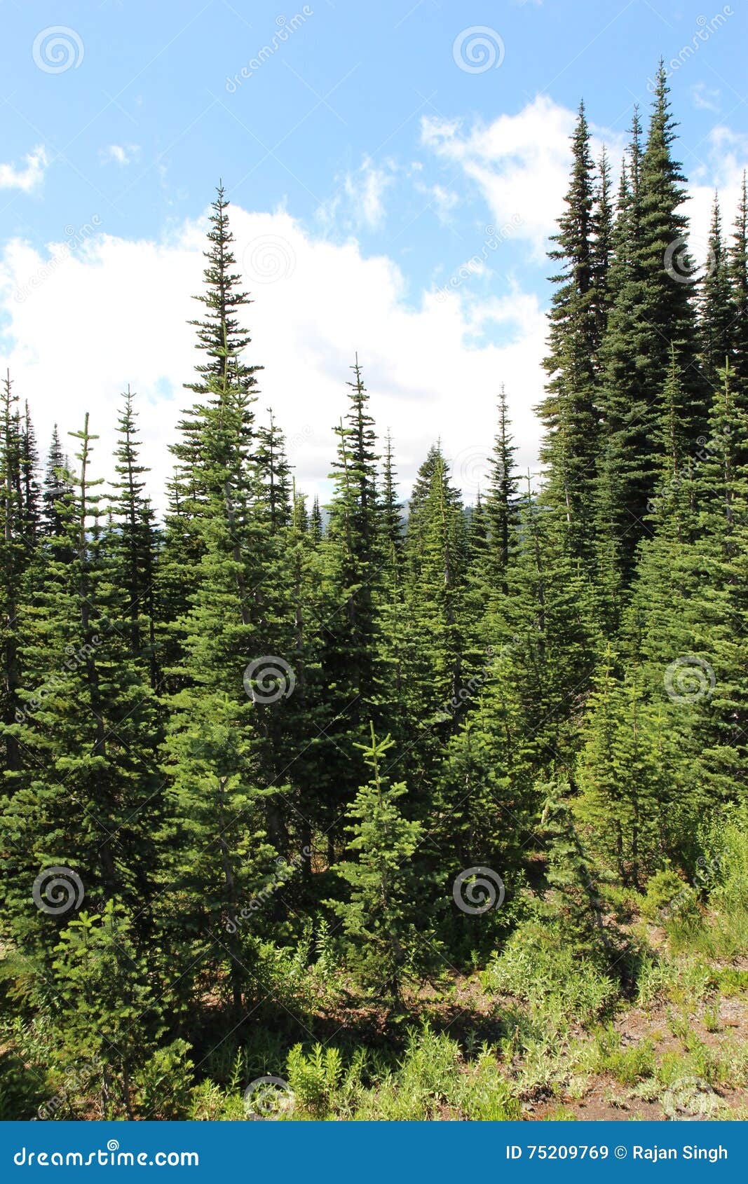 Evergreen trees stock image. Image of hilly, beautiful - 75209769