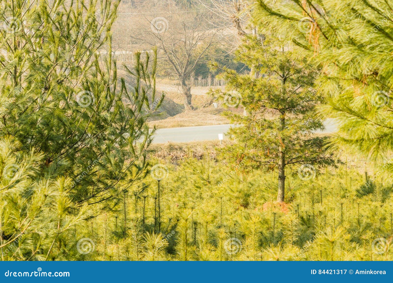 Evergreen Trees in a Country Setting Stock Image - Image of night ...