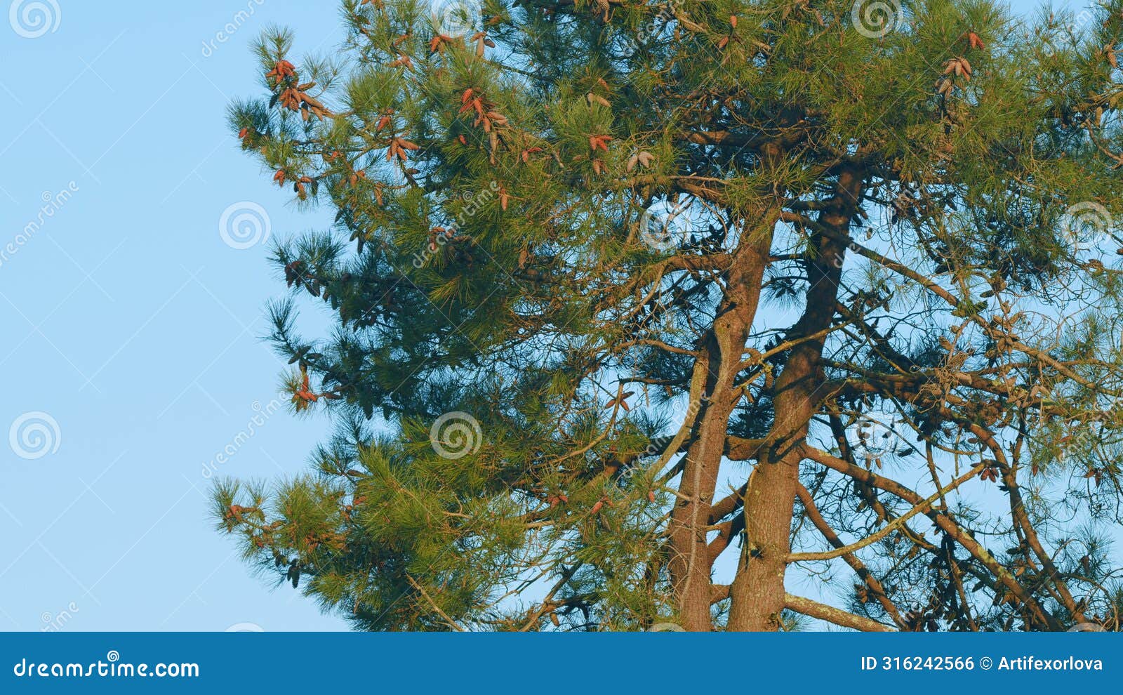 Evergreen Trees. Evergreen Fir Tree Pine with Needles. Pine Branch in ...