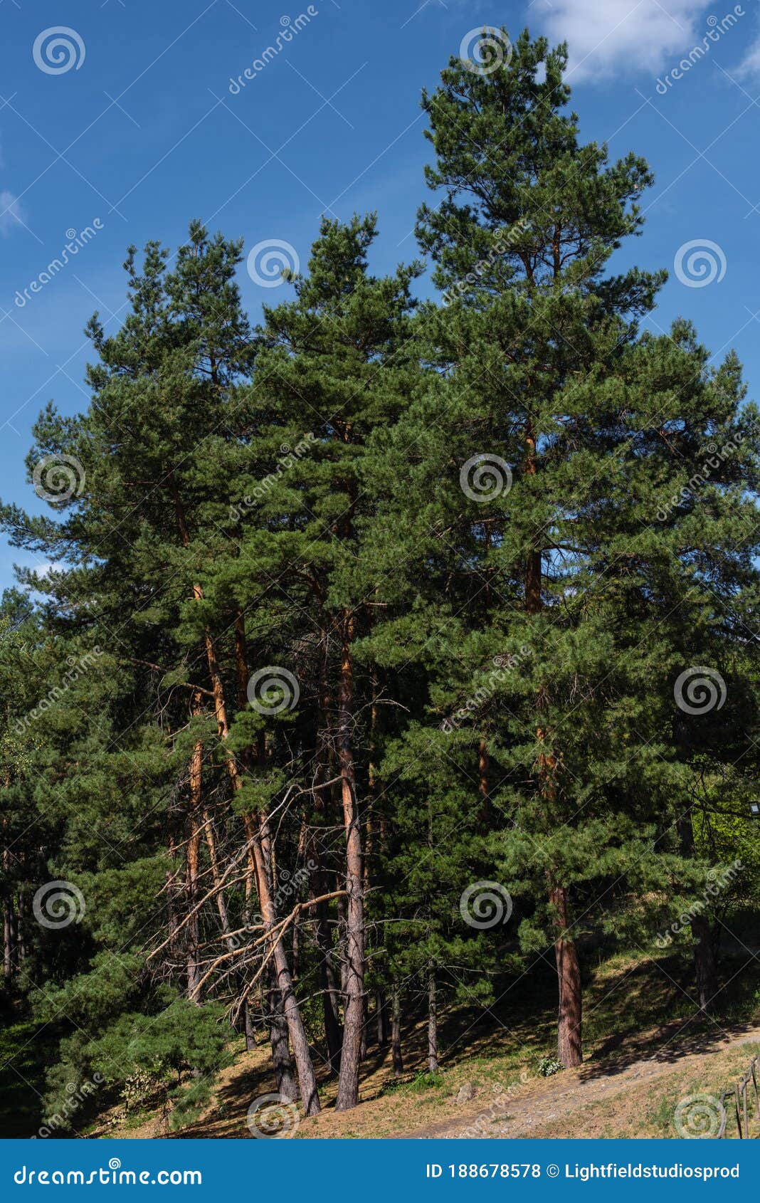 Evergreen Trees in Forest and Blue Sky Stock Photo - Image of botany ...