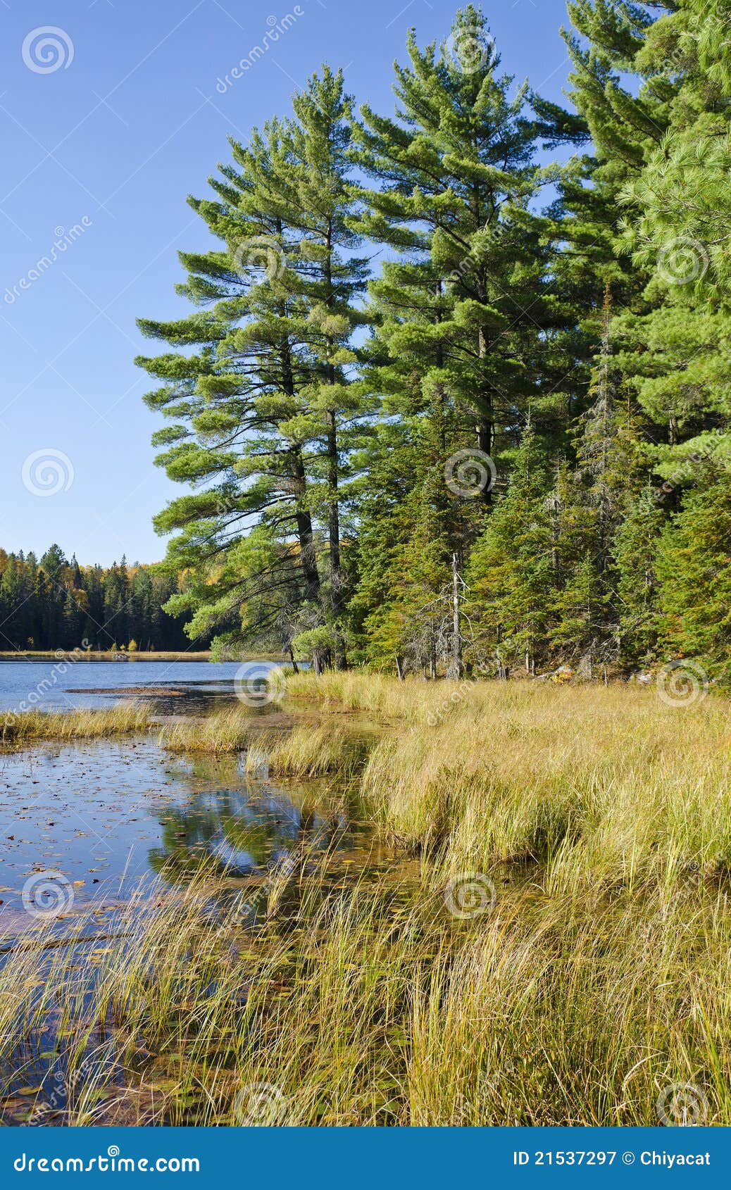Evergreen Trees by a Lake stock image. Image of nature - 21537297