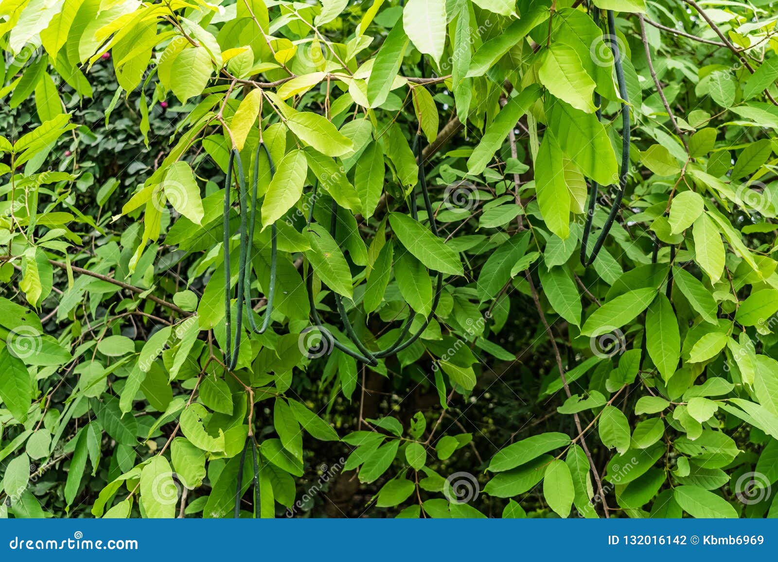 Evergreen Trees Leaf Close View Looking Awesome. Stock Photo - Image of ...
