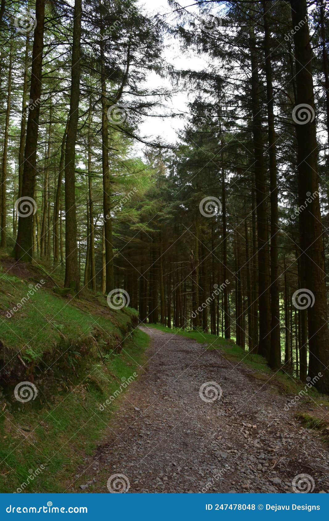 Evergreen Trees Lining the Rural Dirt Pathway through the Forest Stock ...