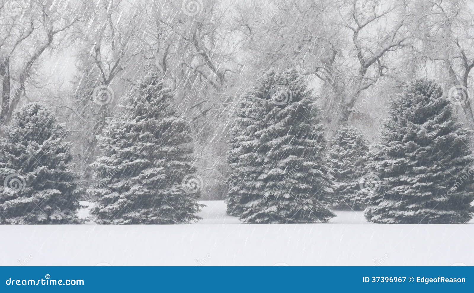 Evergreen Snow Stock Footage & Videos - 9,409 Stock Videos