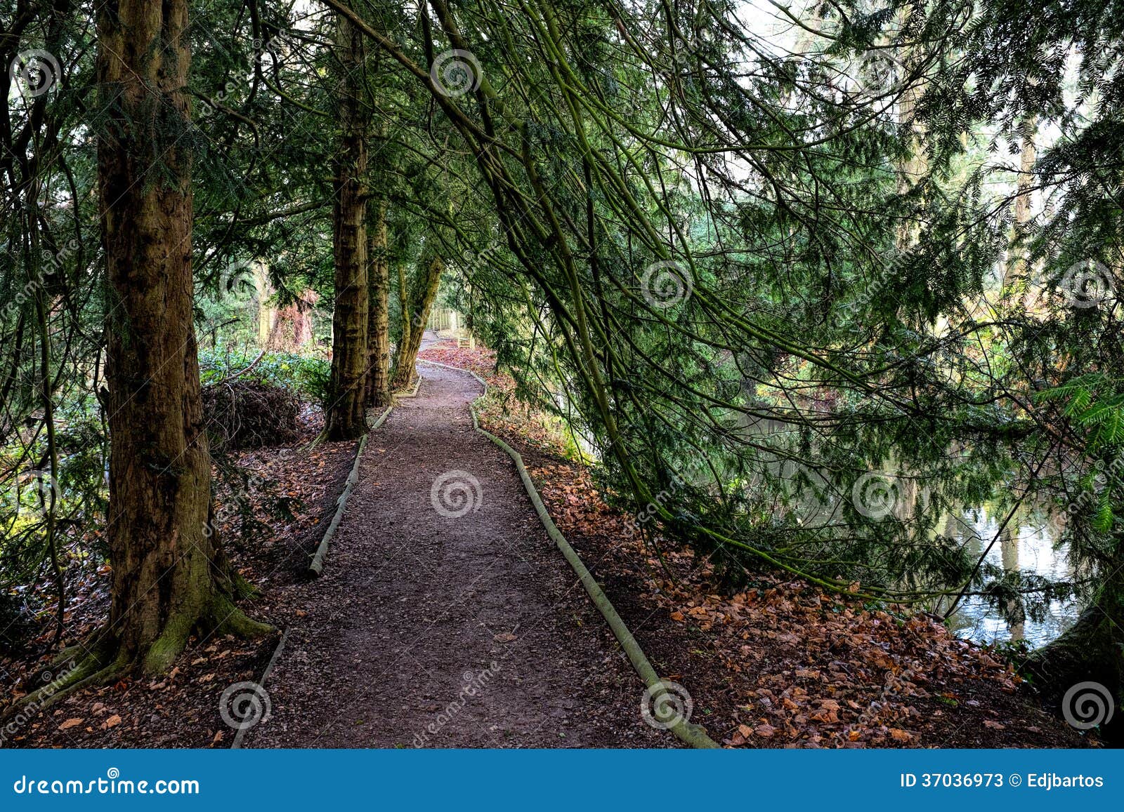 Evergreen trees stock image. Image of tunnel, nature - 37036973