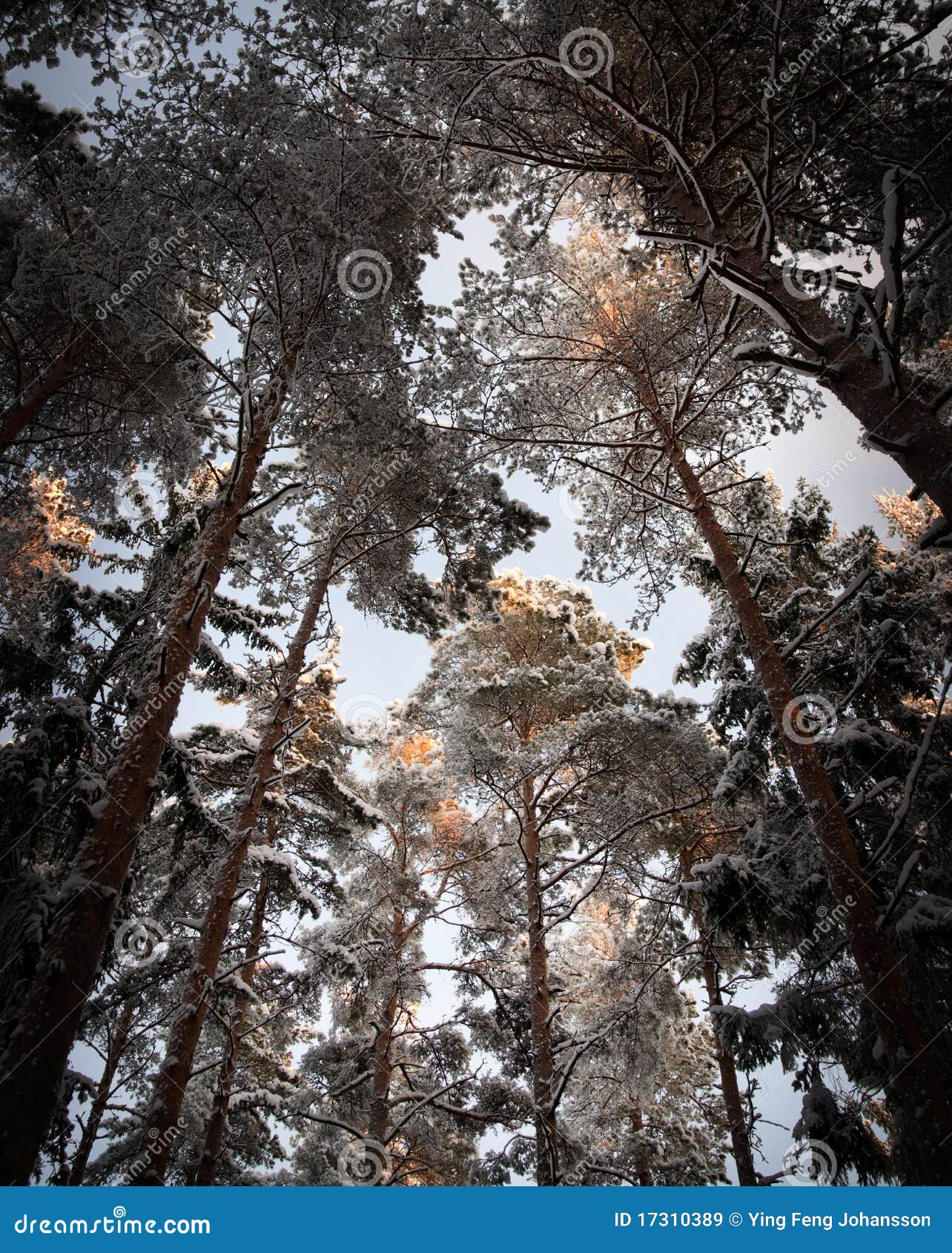 Evergreen trees in winter stock image. Image of sunny - 17310389