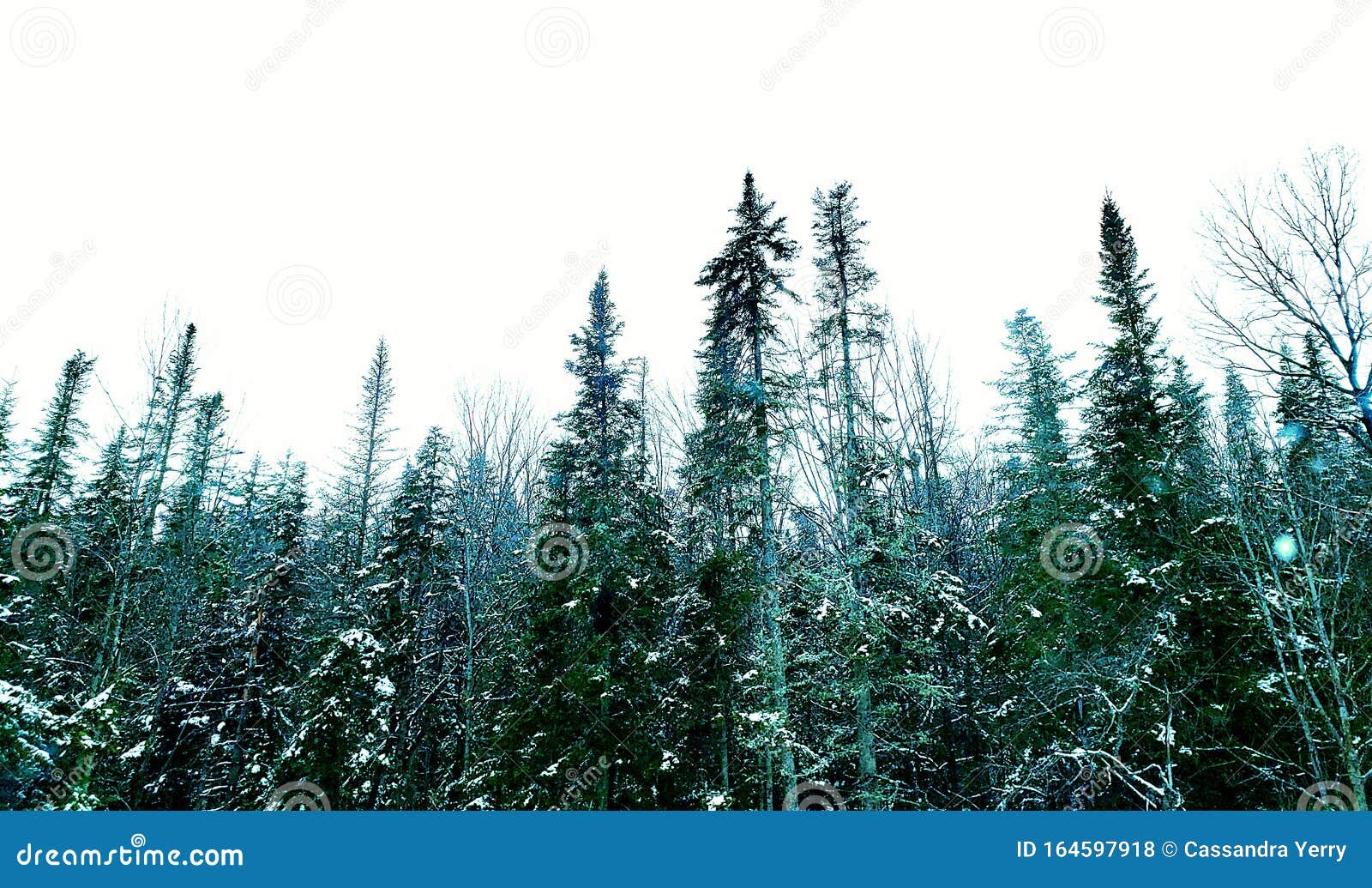 Evergreen stock photo. Image of trees, vermont, evergreen - 164597918