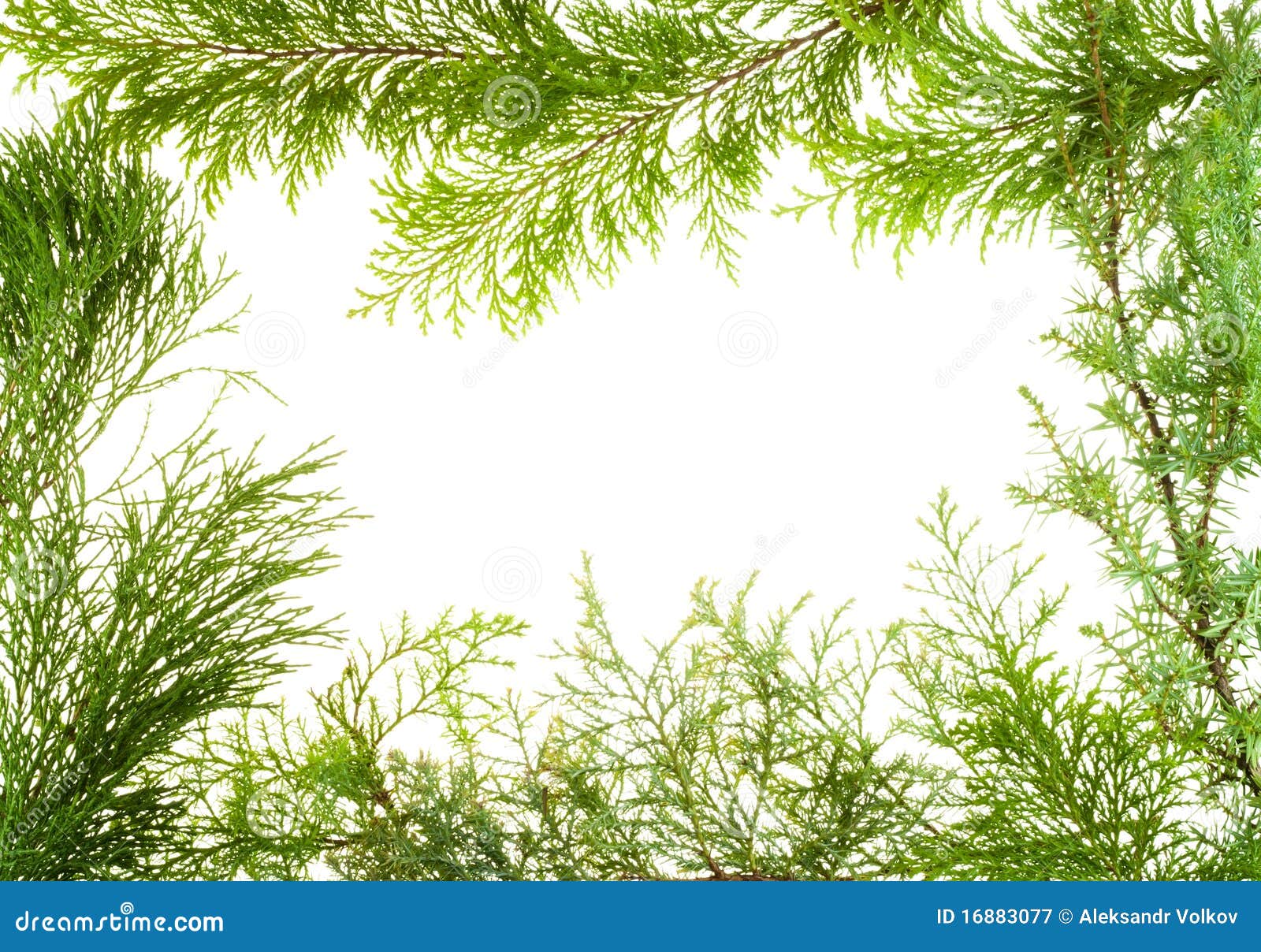 Evergreen Various Plants Branches Frame Stock Image - Image of culture ...