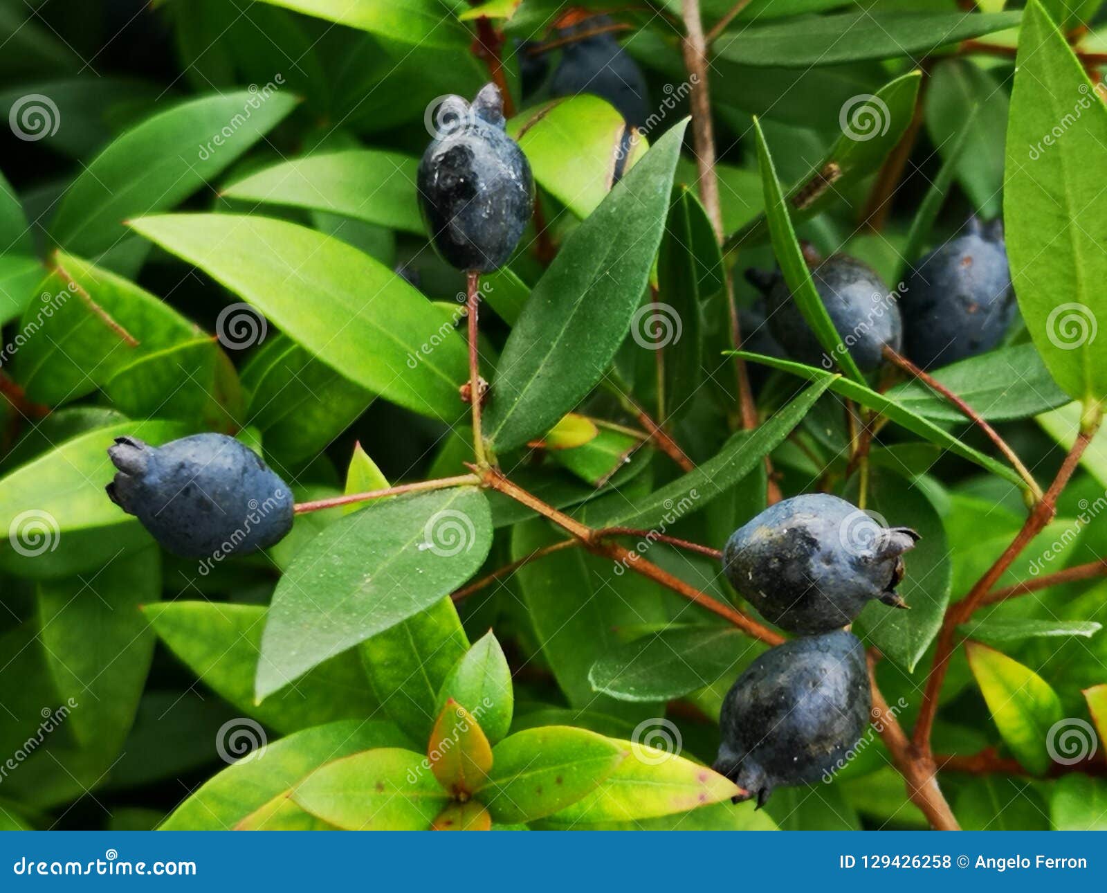 Evergreen Wild Shrub with Myrtle Berries Stock Photo - Image of flora ...