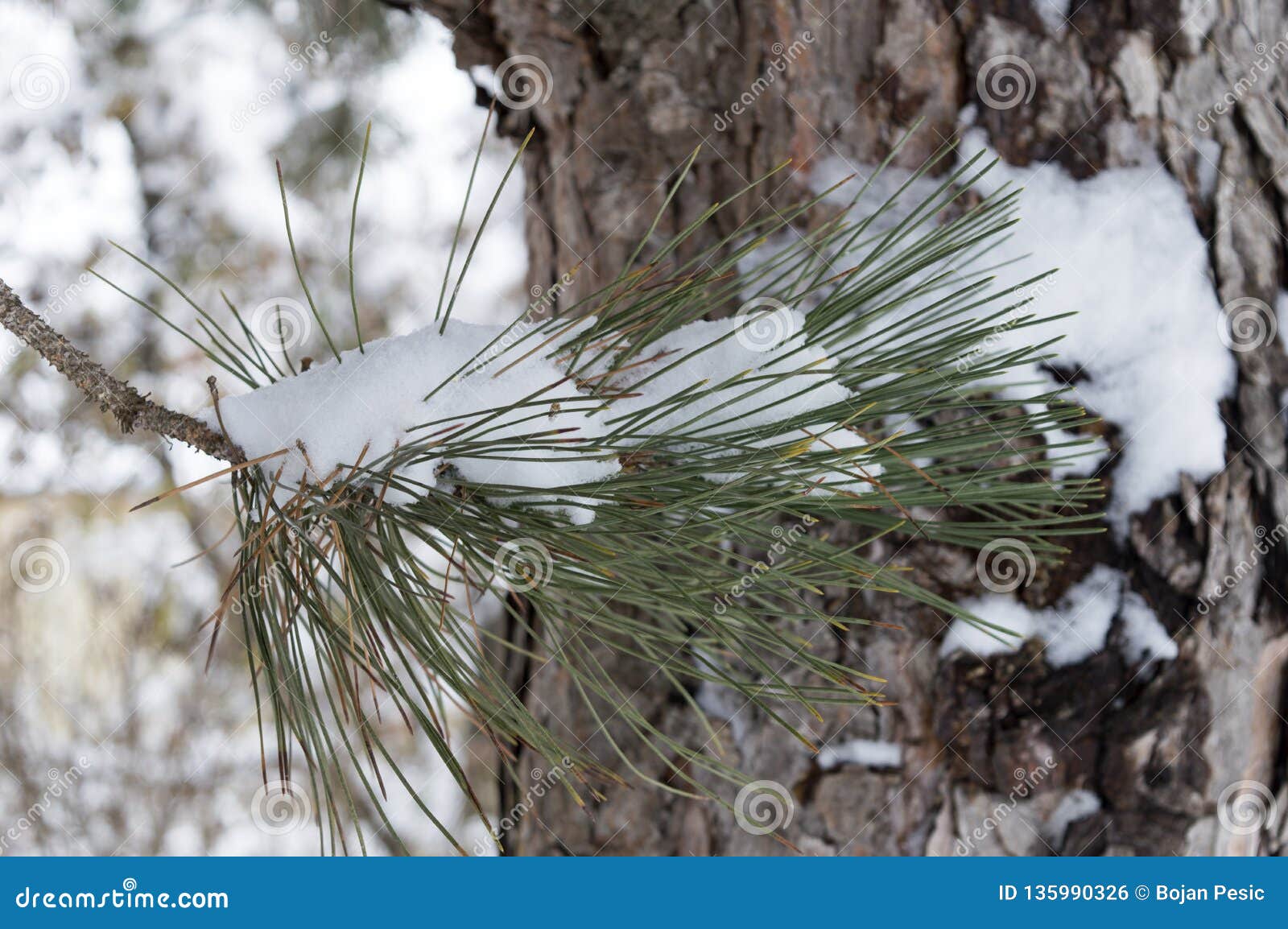 Evergreen in the Winter Backgorund Stock Photo - Image of branch, park ...