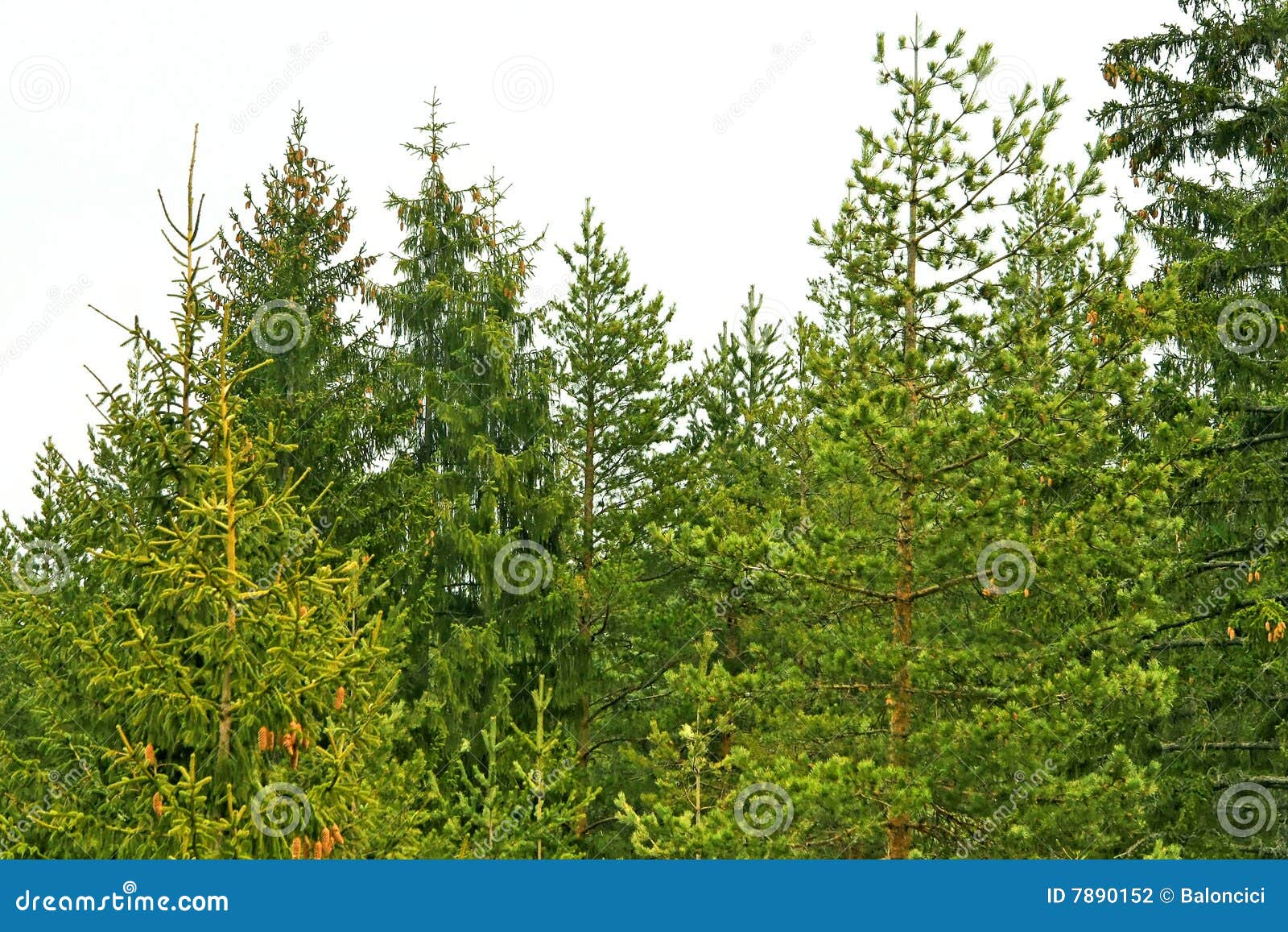 Evergreen Wood Picture. Image: 7890152