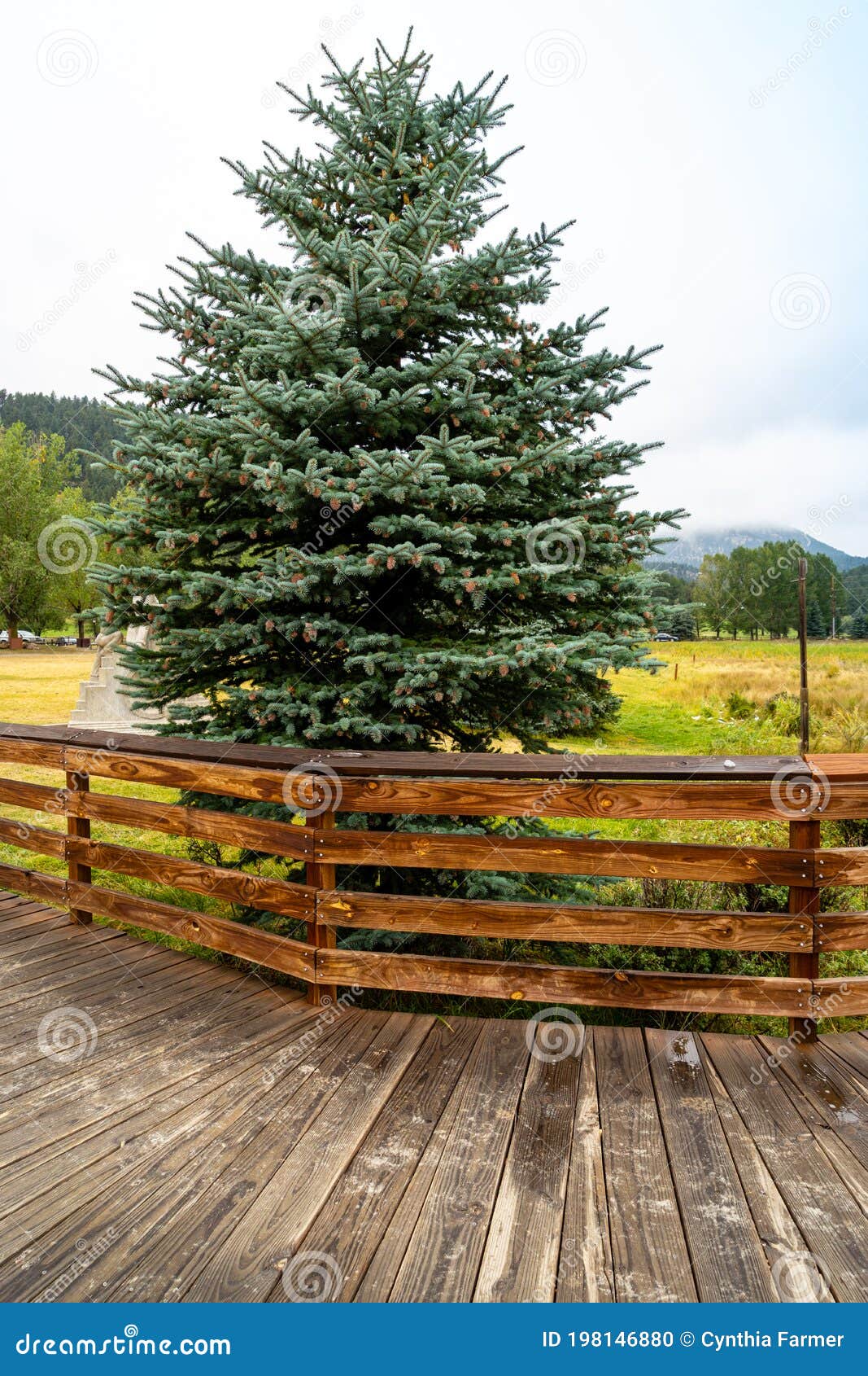 Evergreen by wood walkway stock photo. Image of tree - 198146880