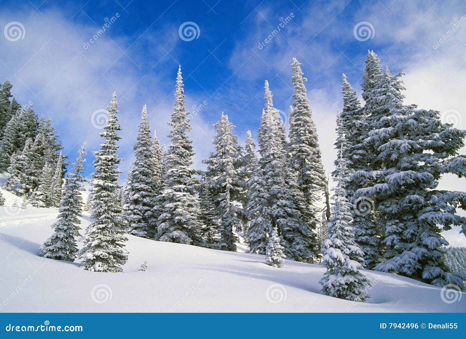 Evergreens covered in snow stock photo. Image of landscape - 7942496