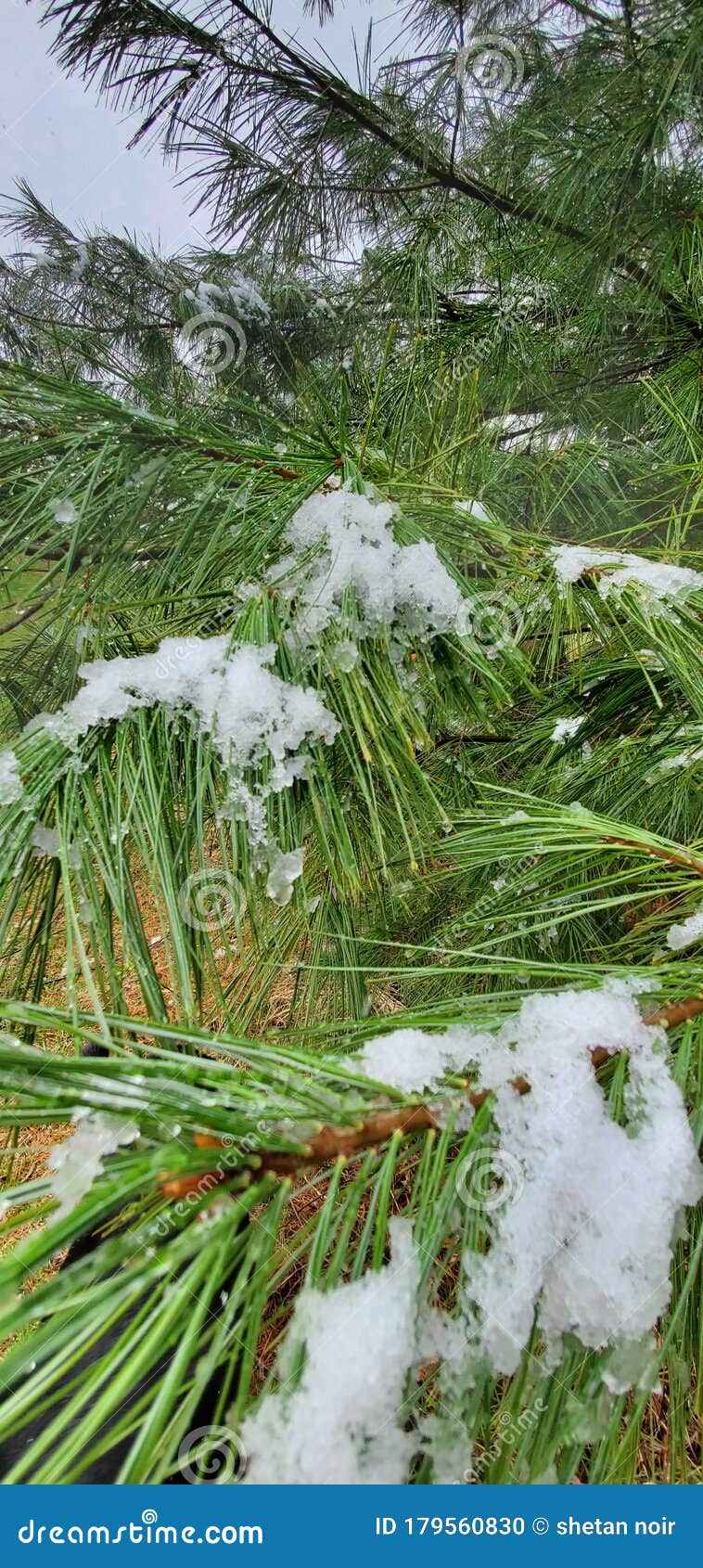 Evergreens and snow! stock photo. Image of evergreen - 179560830