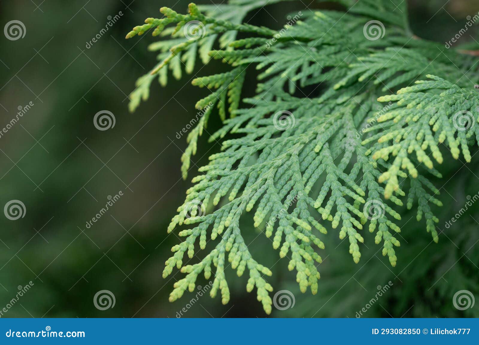 Evergreen Tree Branch, Green Background Stock Photo - Image of ...