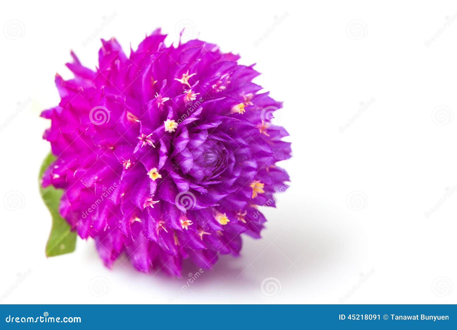 Everlasting flower stock image. Image of blooming, everlasting - 45218091