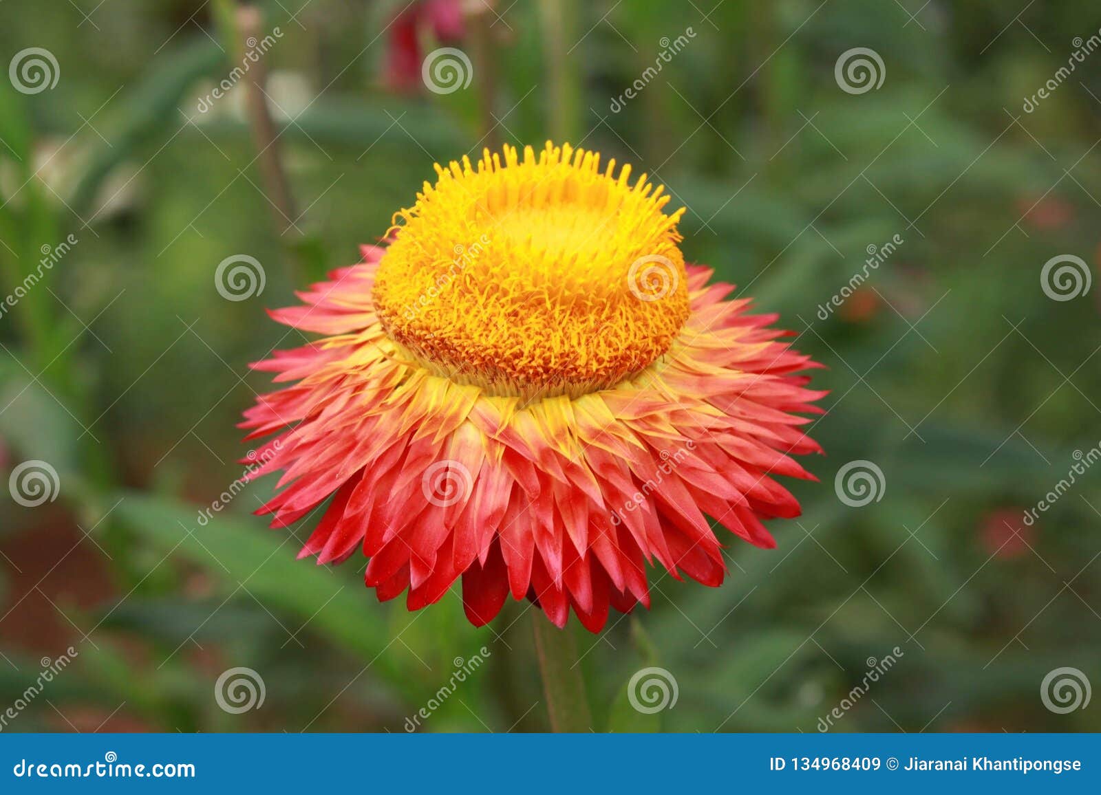 Everlasting flower stock image. Image of flower, nature - 134968409