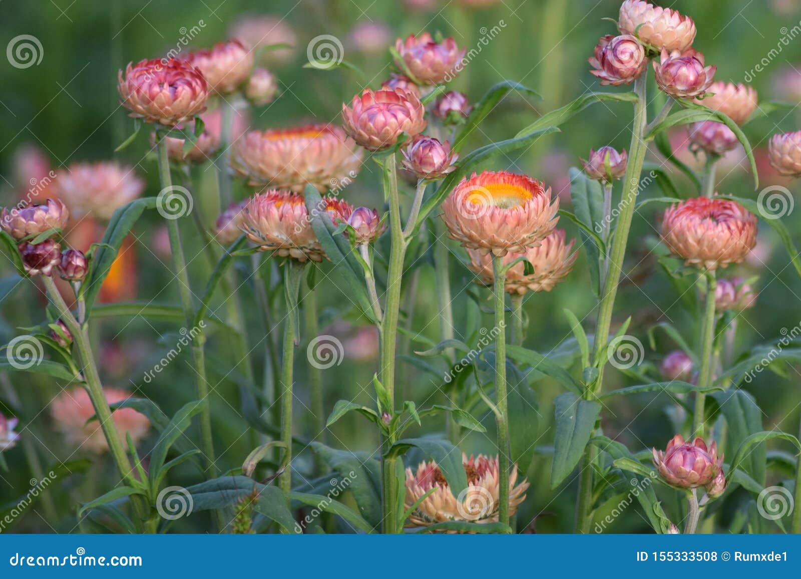 Everlasting Flower Field in the Evening Stock Photo - Image of sunlit ...