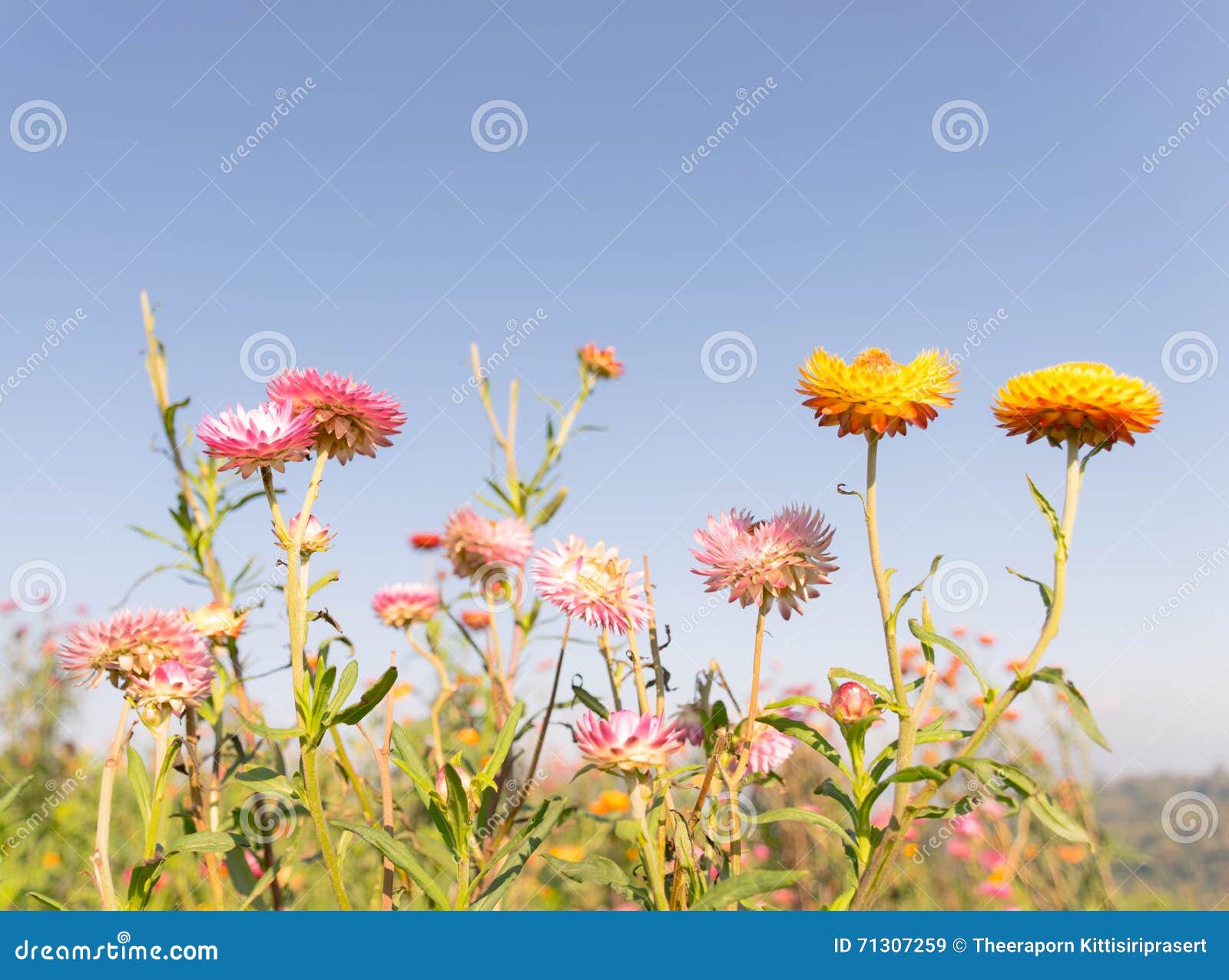 Everlasting flower field stock image. Image of japan - 71307259