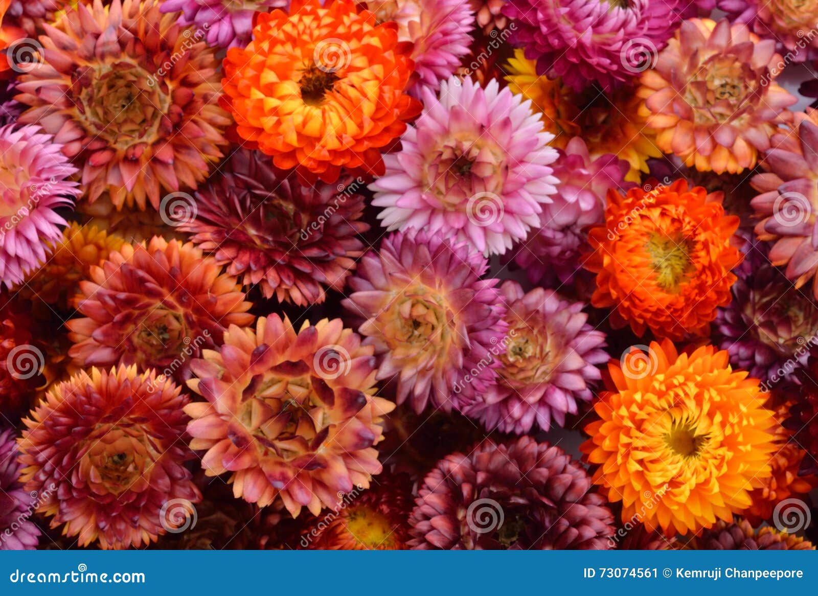Everlasting Flower , Many Color Dry Flower Background Stock Image ...